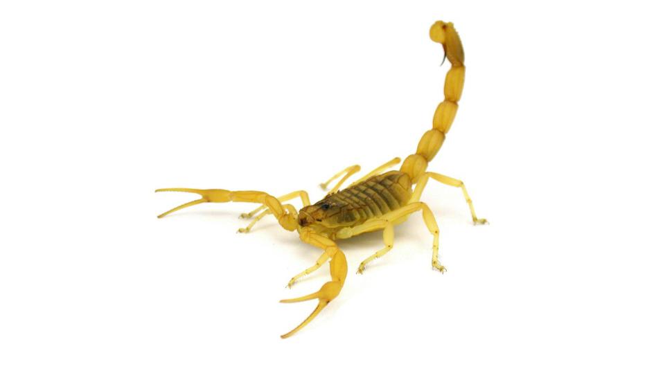 Strike force: World's most venomous scorpion in action | GMA News Online
