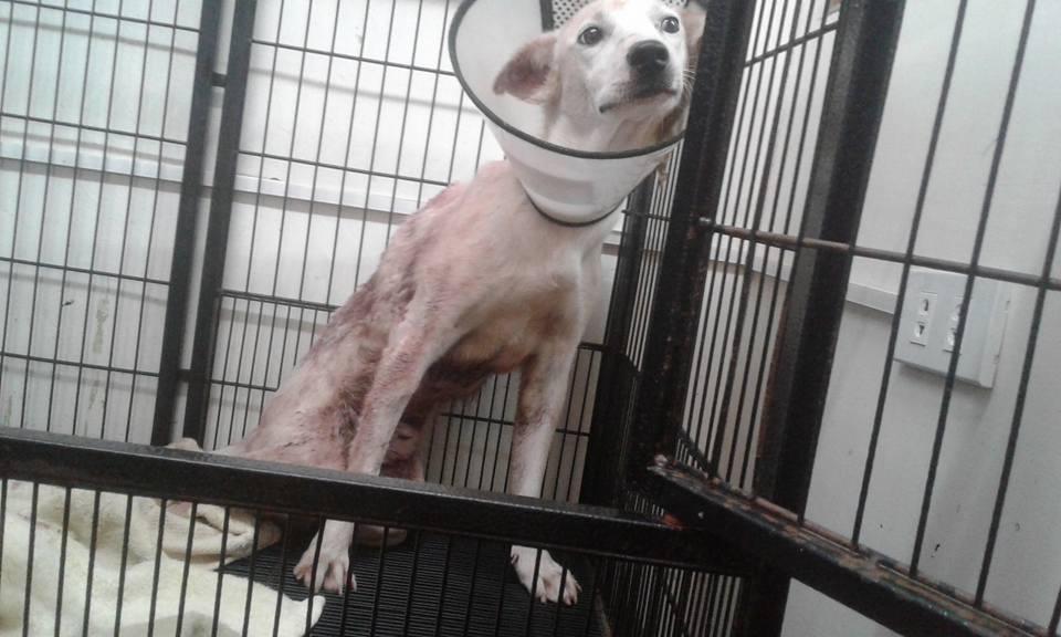 Dog with hack wound saved with netizens’ help | GMA News Online