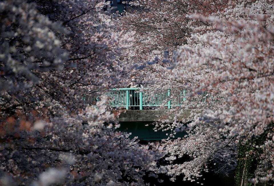 Cherry blossoms herald arrival of spring in Japan | GMA News Online