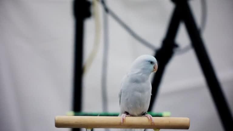 This parrot is the future of drone technology | GMA News Online