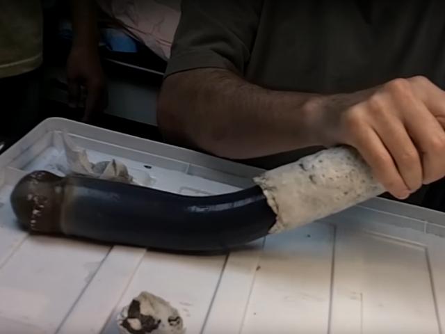 Giant shipworm discovered in PHL | GMA News Online