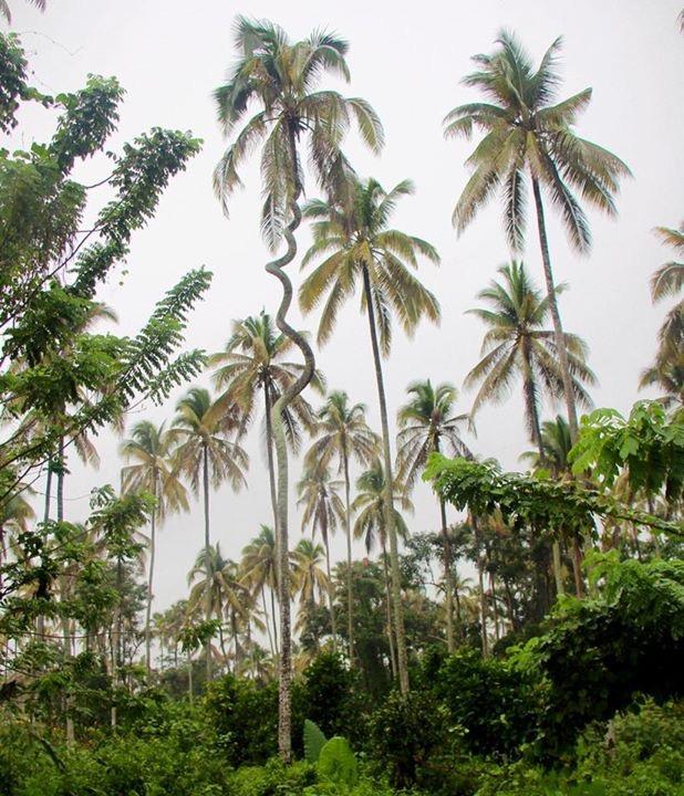 Twisted coconut tree draws crowds in Basilan | GMA News Online
