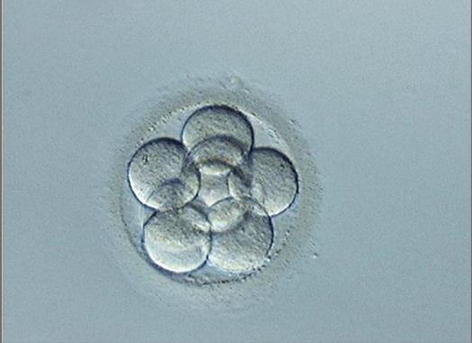 Scientists take step towards creating artificial embryos | GMA News Online