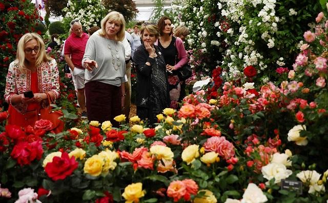 London’s Chelsea Flower Show blooms | GMA News Online