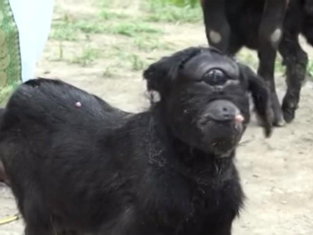 One-eyed goat fast becoming global sensation
