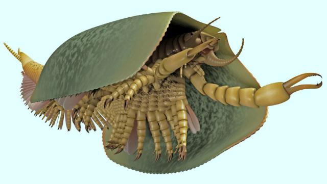50-legged marine predator is ancient ancestor of flies, centipedes ...