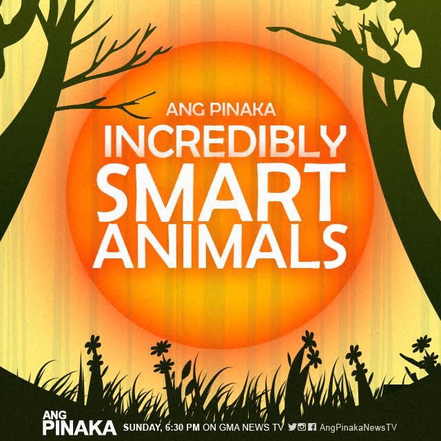 'Ang Pinaka' lists down the smartest animals | GMA News Online