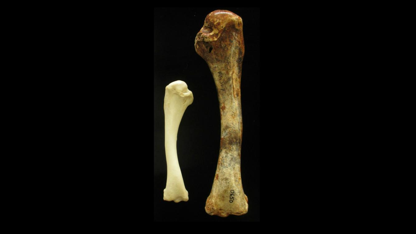 Giant flying turkey once roamed Australia | GMA News Online