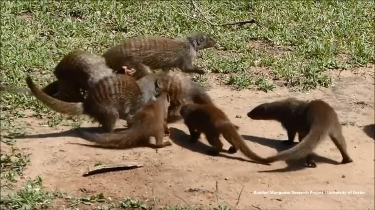 Banded mongoose gangs go to 'war' | GMA News Online