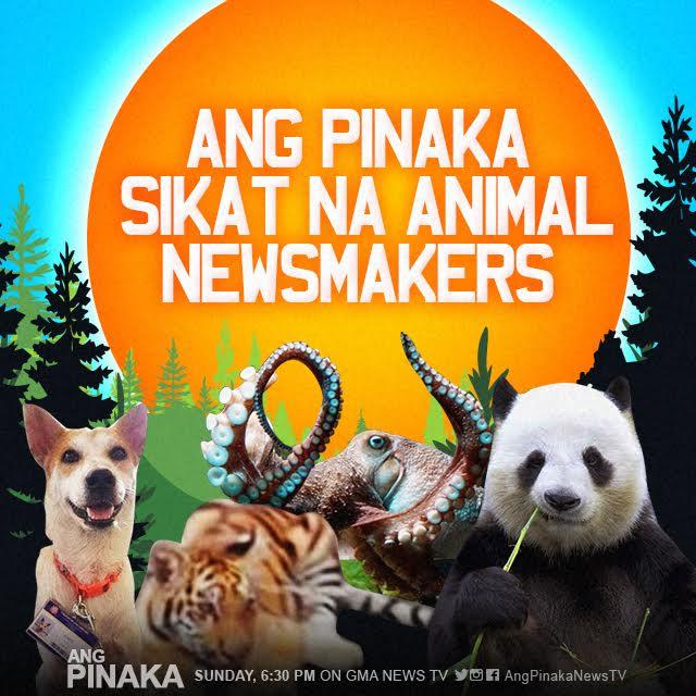 'Ang Pinaka' lists down the most popular animal newsmakers | GMA News ...