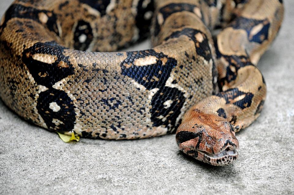 Man uses snake as face mask | GMA News Online