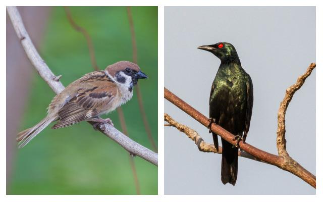 6 surefire ways to get birds visiting your garden | GMA News Online