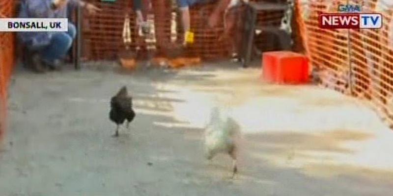 Mga inahing manok, isinabak sa karera sa England | Balitambayan