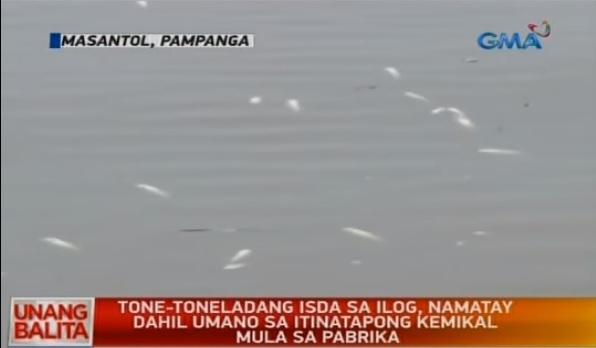 Chemical waste suspected cause of fish kill in Masantol, Pampanga | GMA ...