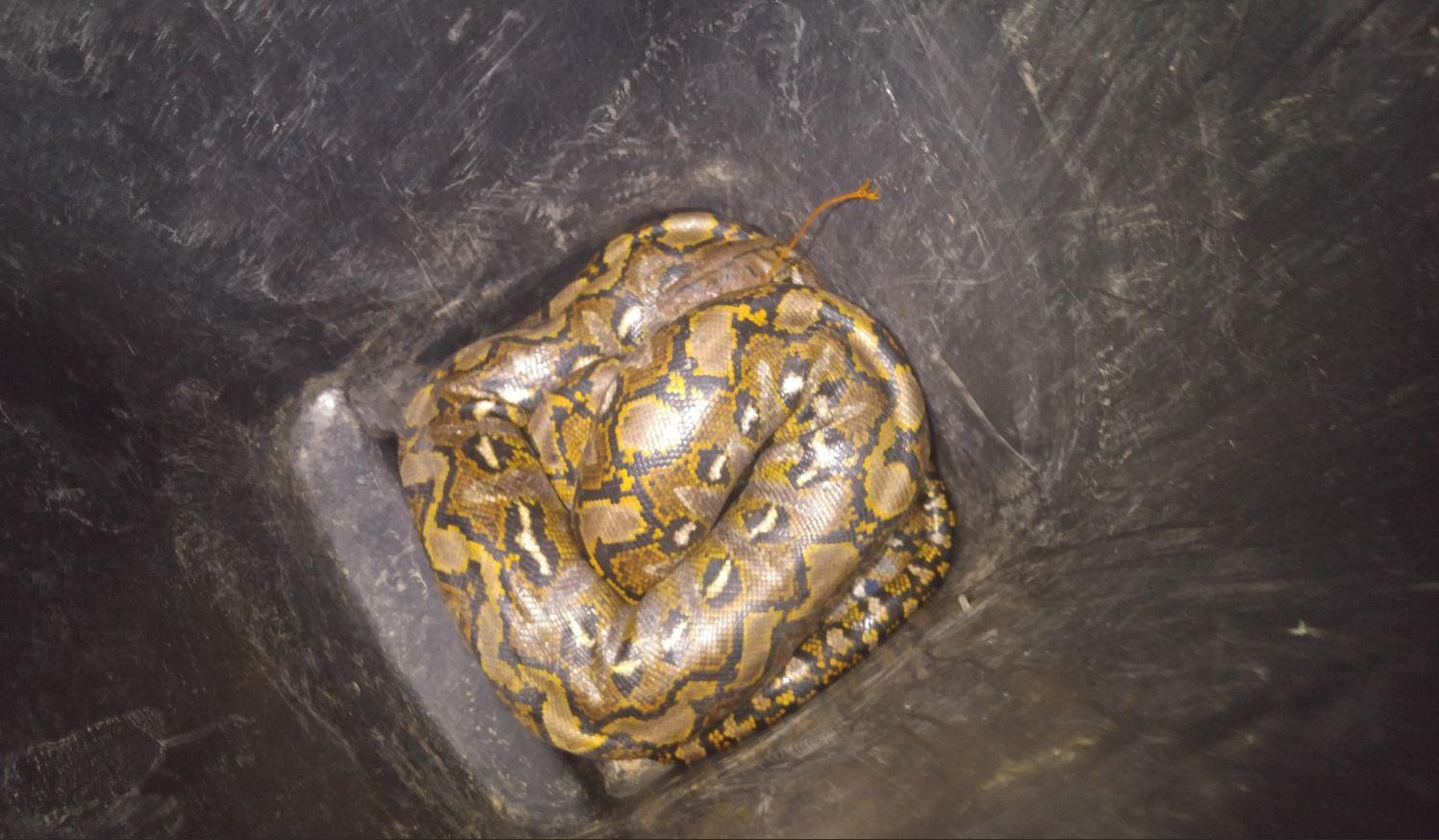 10-foot snake recovered from QC condo | GMA News Online