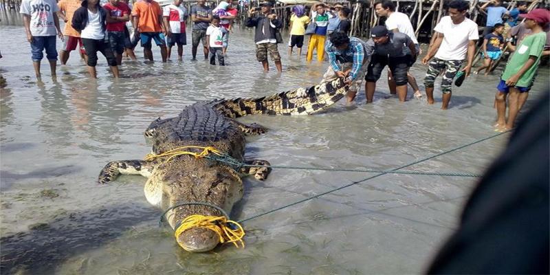 19 na talampakang buwaya, nahuli sa Tawi-tawi | Balitambayan