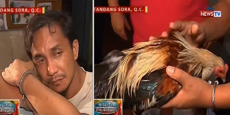Lalaking nagnakaw daw ng panabong na manok, hinabol ng may-ari at ...