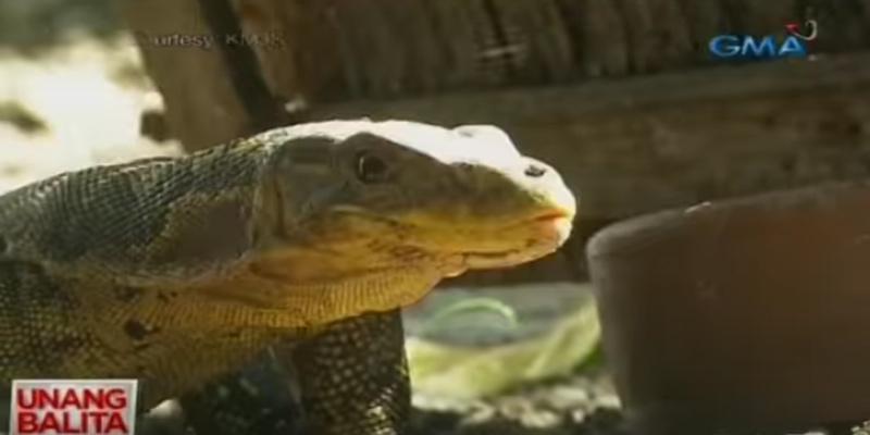 Mga bayawak, sumasalakay umano sa mga alagang hayop sa Pagalungan ...