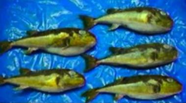 Ipinagbabawal na daing na butete nakumpiska sa Albay | Balitambayan