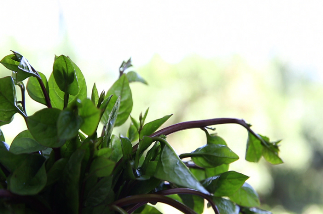 Iba't ibang adobo recipes, tampok sa 'Good News' | GMA News Online