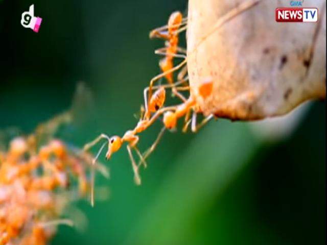 Panlaban sa mga 'letmaku' na langgam sa bahay | Talakayan | Balitambayan