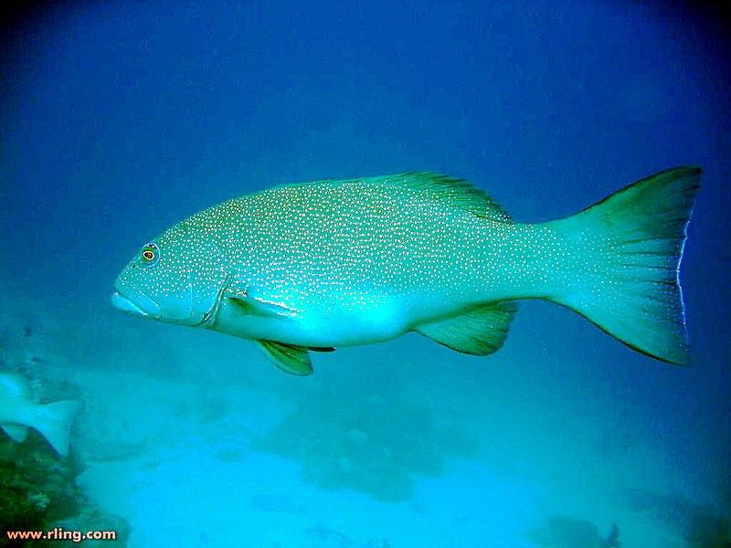 Reef Fish Juveniles donated by China arrive in Palawan | GMA News Online