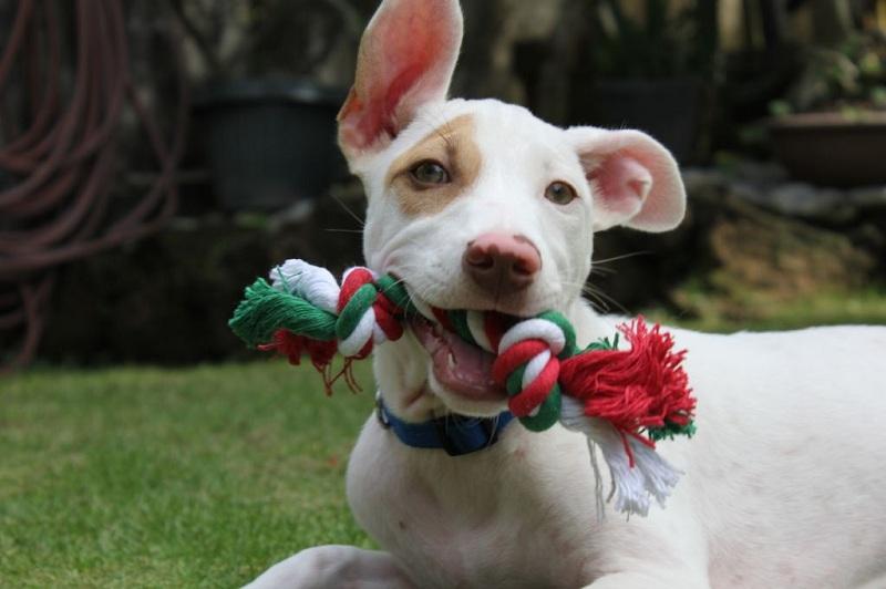 A rescued puppy named Christmas gets a new lease on life | GMA News Online