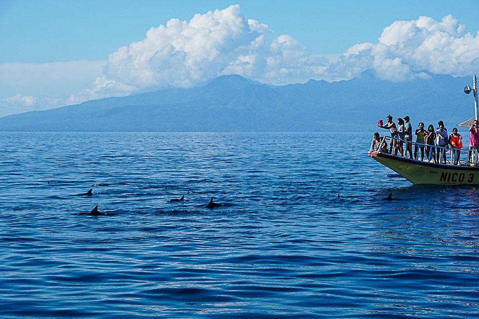 The dolphins of Tañon Strait | Photos | GMA News Online