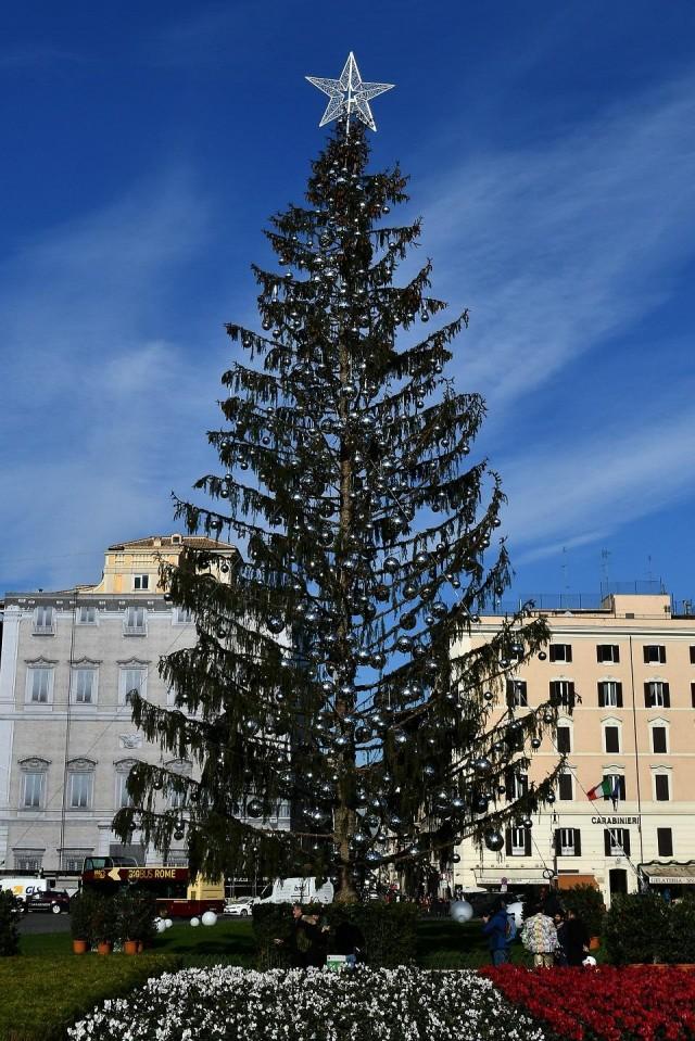 Rome’s ‘mangy’ Christmas tree offered eternal life | GMA News Online