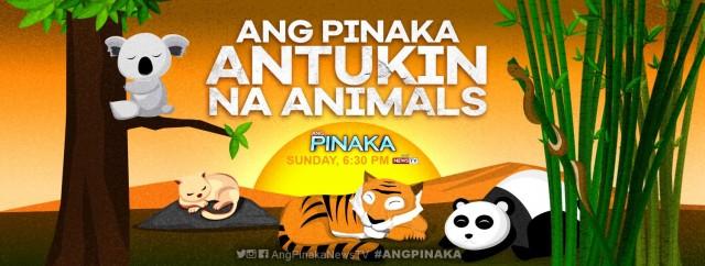'Ang Pinaka' lists down the longest sleeping animals | GMA News Online