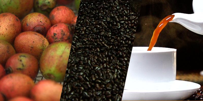 From berry to brew: The story behind that fresh cup of kapeng barako ...