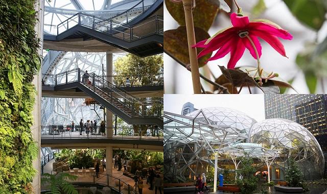 Amazon.com opens its own rainforest in Seattle | GMA News Online
