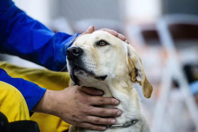 Hero labrador sniffs out survivor in Taiwan quake wreckage | GMA News ...