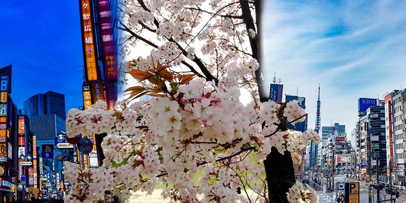 48 hours in Springtime Japan: A first-timer's guide to seeing Tokyo on ...