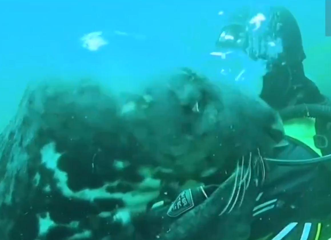 2 divers encounter a friendly seal | GMA News Online