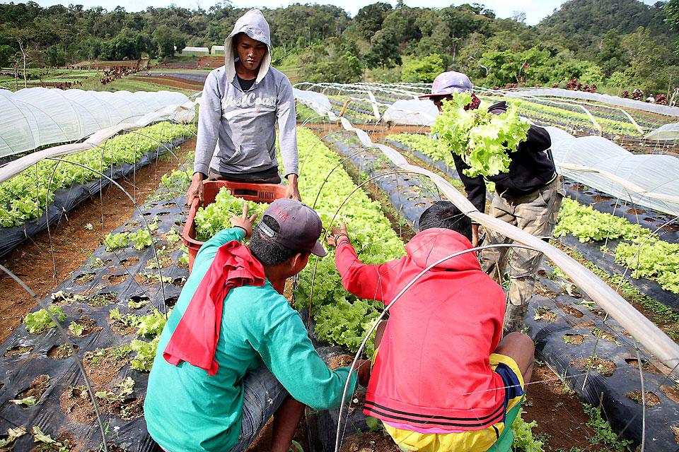 Davao farm produces 6 lettuce varieties | Photos | GMA News Online