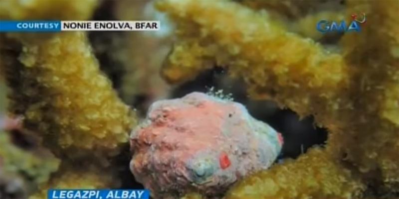 Mga bahura sa Tagbon Reef sa Albay, sinisira ng 'Drupella' o sea snail ...