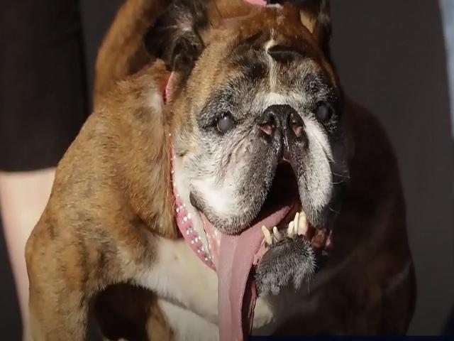 Bulldog na si 'Zsa-zsa,' itinanghal na pinakapangit na aso sa Amerika ...