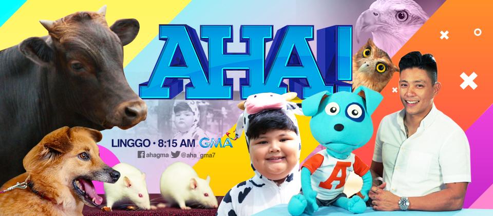 Kaibahan ng paningin ng mga tao sa mga hayop, alamin sa 'AHA!' | GMA ...