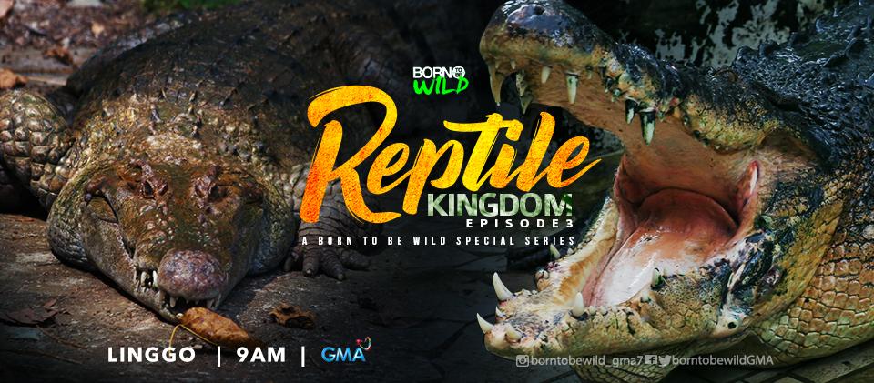 'Reptile Kingdom' series continues on 'Born to be Wild' | GMA News Online