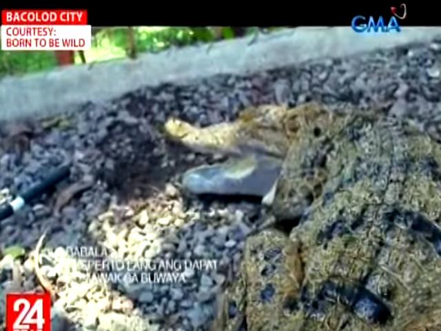 Buwaya sa Bacolod City, nakumpirmang pinakamatandang Philippine ...