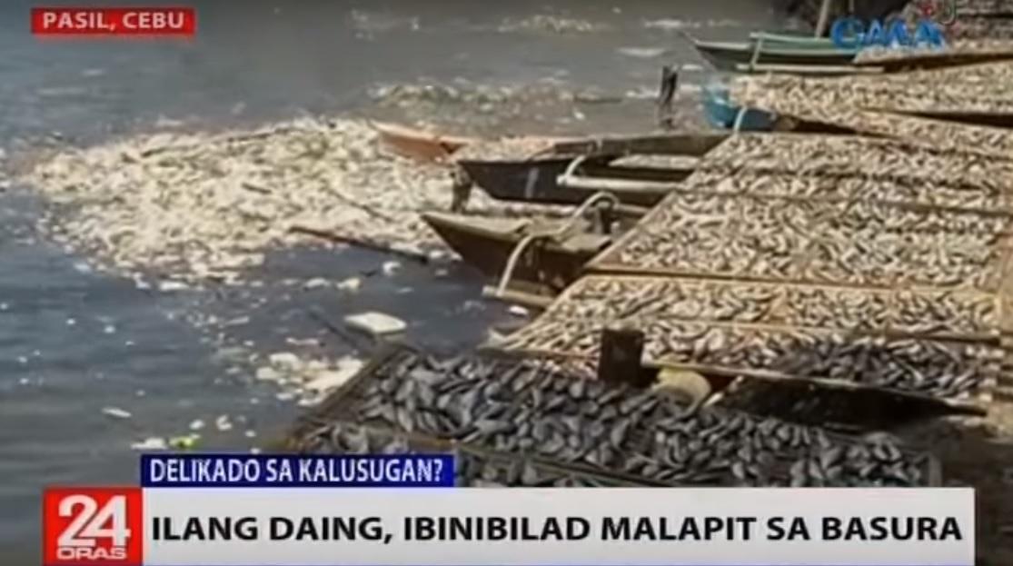 Fish dried near garbage in Cebu City barangay | GMA News Online