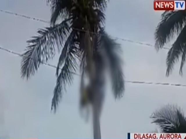 Lalaking kumukuha ng buko sa puno, nakalambitin na nasawi matapos ...