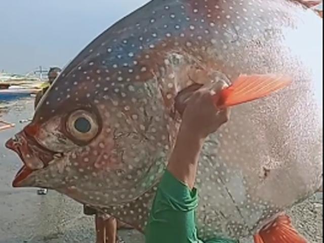 Higanteng moonfish nalambat sa Atimonan, Quezon | Philippine News