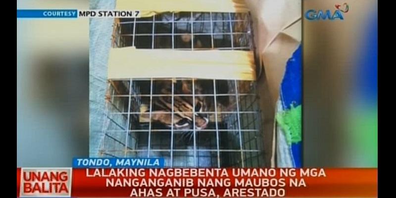 Lalaking nagbebenta online ng endangered na ahas at pusa, arestado ... Lalaking nagbebenta online ng endangered na ahas at pusa, arestado ...