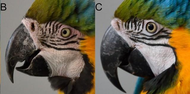 Can a bird blush? Scientists look closer
