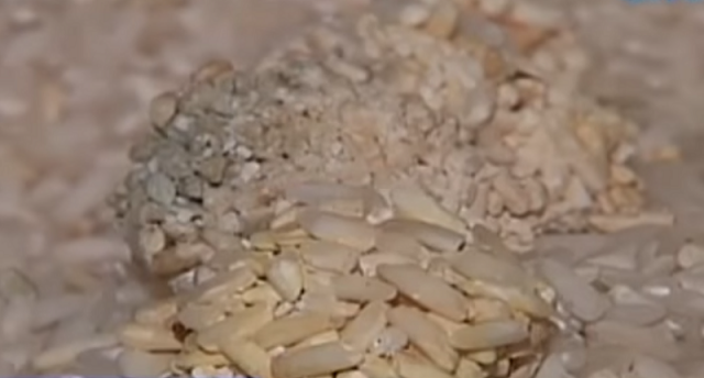 House probe sought on importation of rice bags with ‘bukbok’