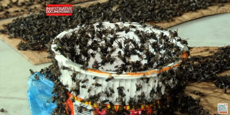 Mga residente sa Bagac, Bataan, piniperwisyo ng sangkaterbang langaw | Balitambayan