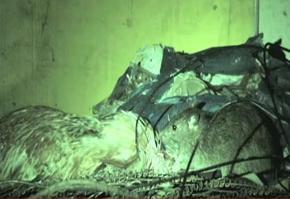 Living with the Enemy: Rats Bring Leptospirosis During Flood Season ...