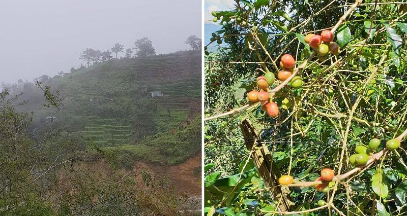 Harvest season nears, but Benguet coffee farmers worry about Ompong’s ...